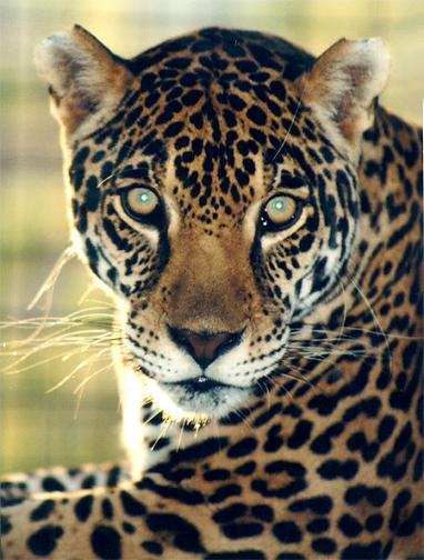 Jaguar (cat) | Facts About All