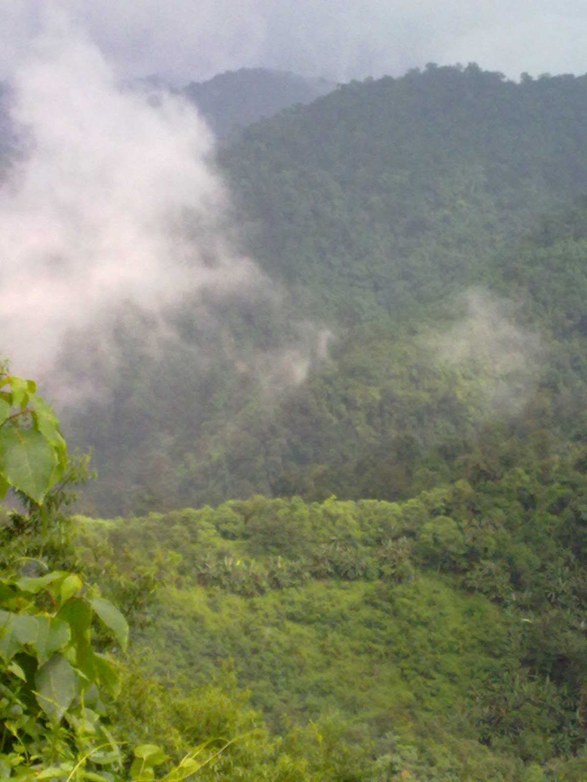 Rainforest of Assam: PHOTO GALLERY