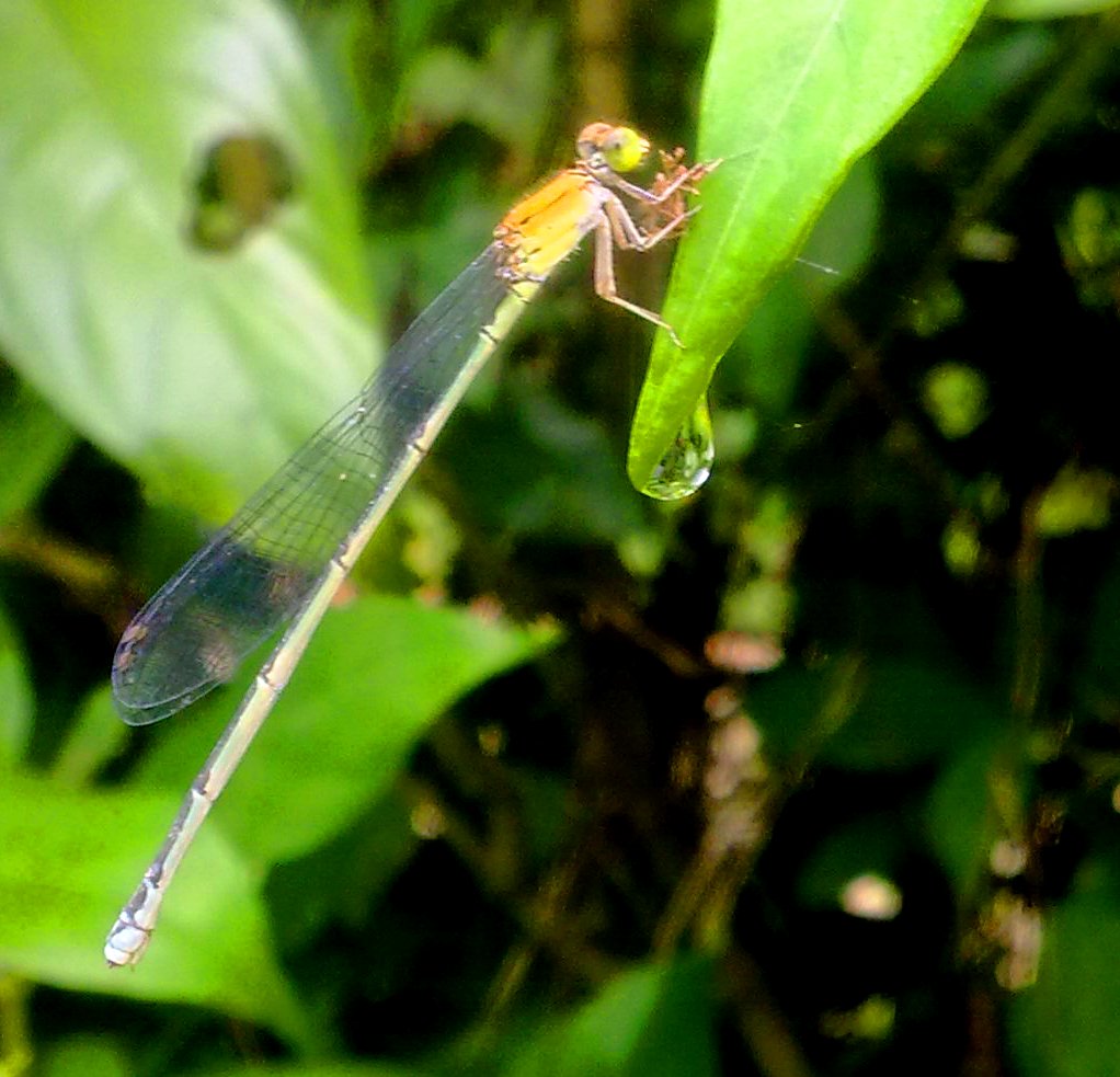 Rainforest of Assam: PHOTO GALLERY