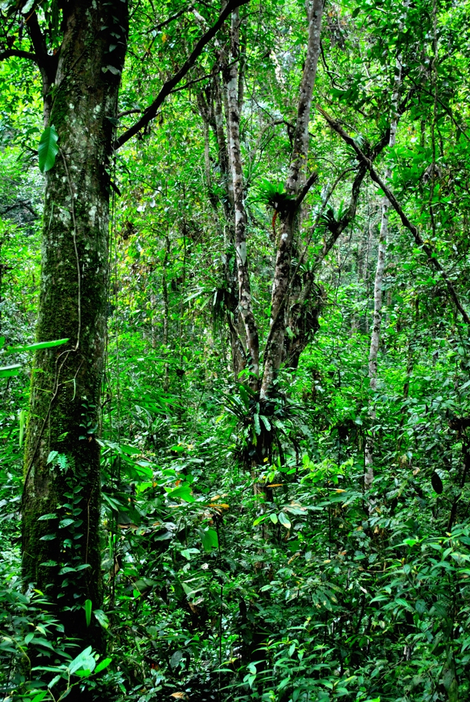 Rainforest of Assam: PHOTO GALLERY