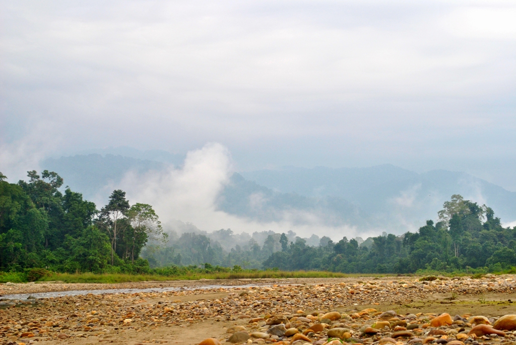 Rainforest of Assam: PHOTO GALLERY