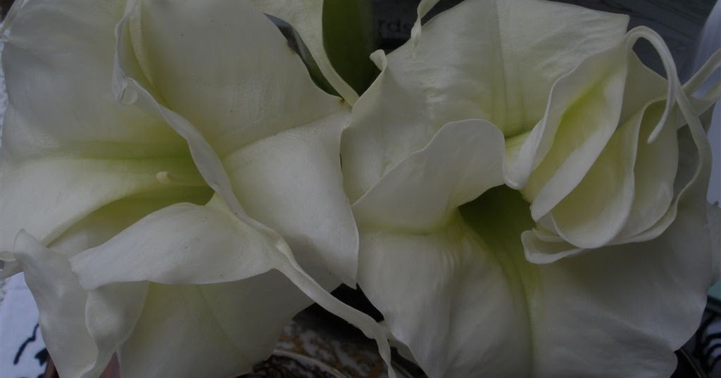 MARIETTE'S BACK TO BASICS: {Our last Datura Angel's Trumpets and TEA ...