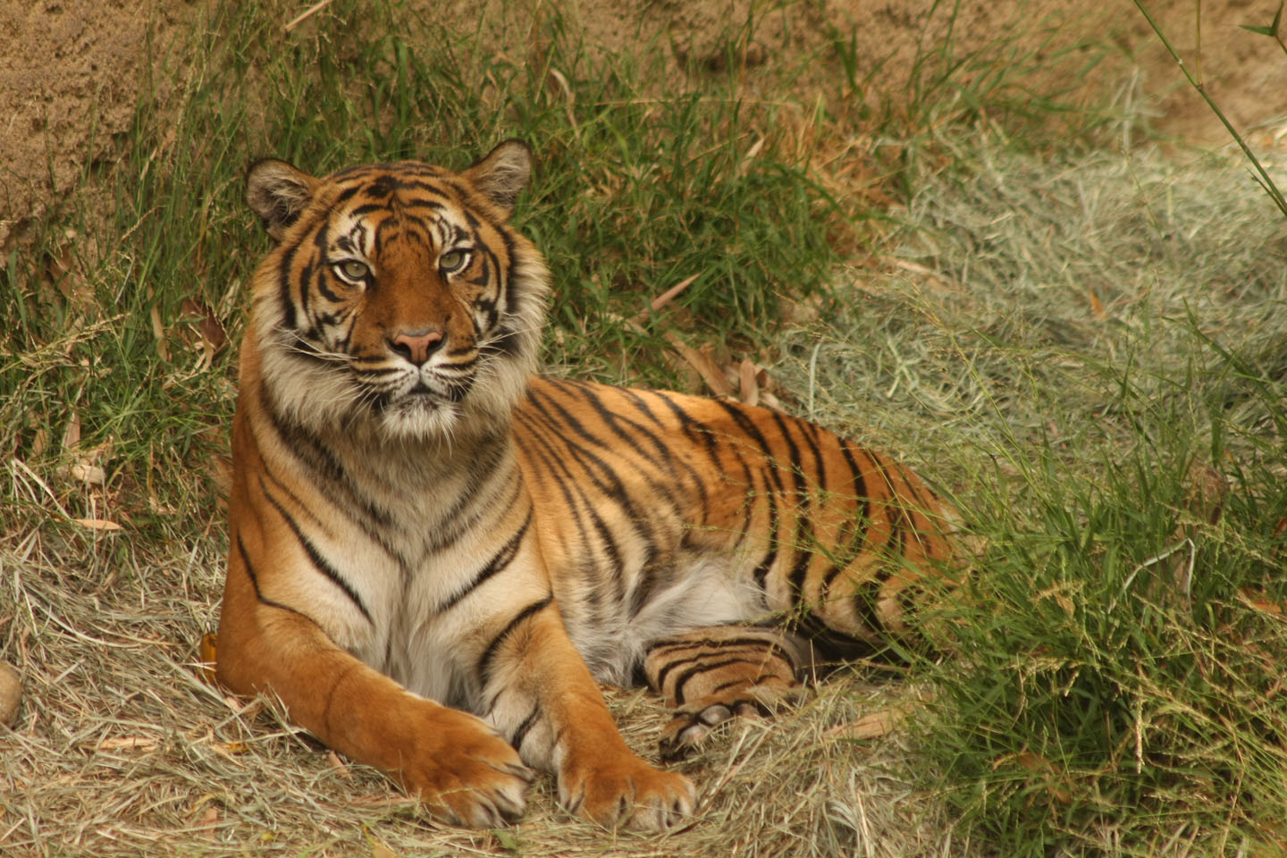 Tony Chong: "Tyger! Tyger! Burning Bright..."