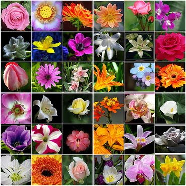 FLOWERS: List of Flower Names