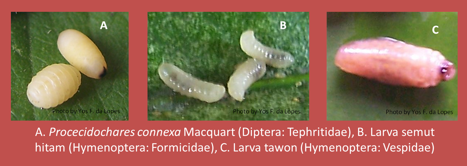 Gambar Tipe-Tipe Larva Serangga