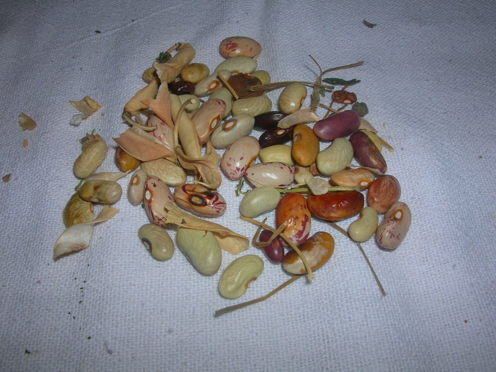 Kuvar za početnike: Pasulj