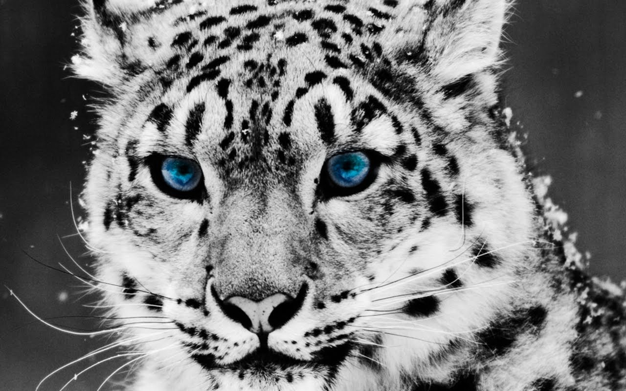 Leopard Alb - Wallpaper - Poze Imagini Desktop