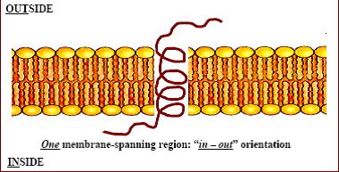 CSIR LIFE SCIENCE PREPARATION: The Cell Membrane