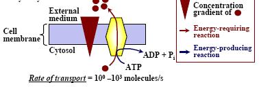 CSIR LIFE SCIENCE PREPARATION: Membrane Transport