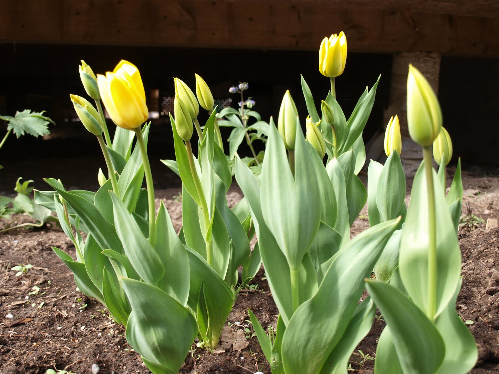 My Cottage Garden: What's Blooming!