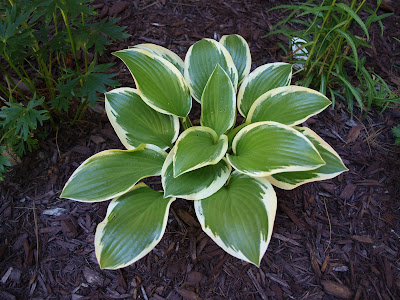 My Cottage Garden: Hosta Delight