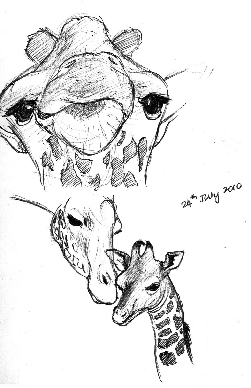 THE GREEDY PENCIL: Giraffe sketches