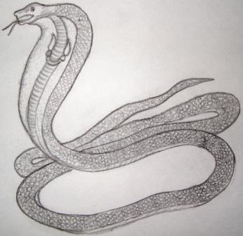 SREE LALITHA ARTS & CRAFTS -KIRAN: Pencil shading snake