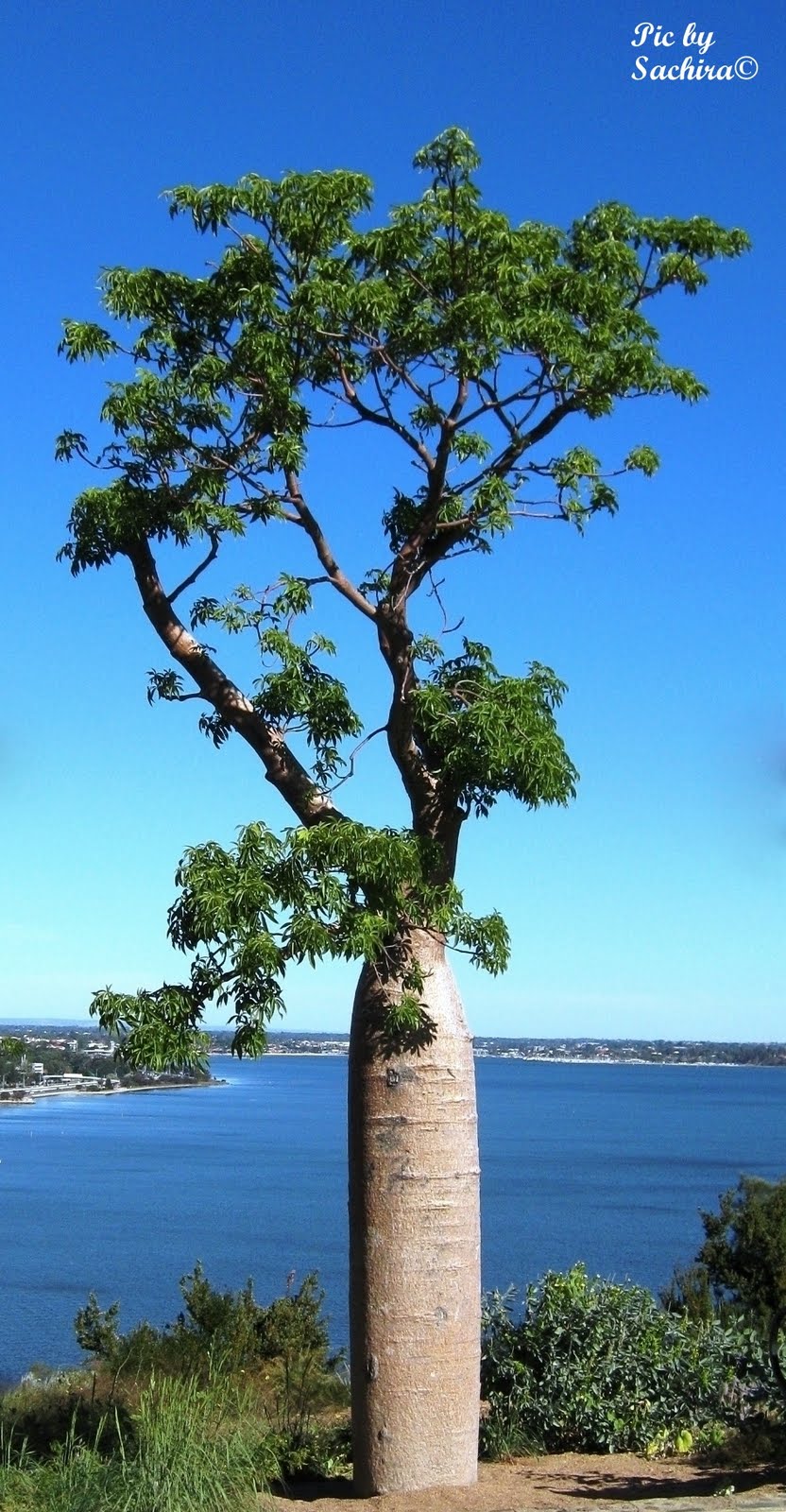 Sac's Photoblog: Bottle Tree