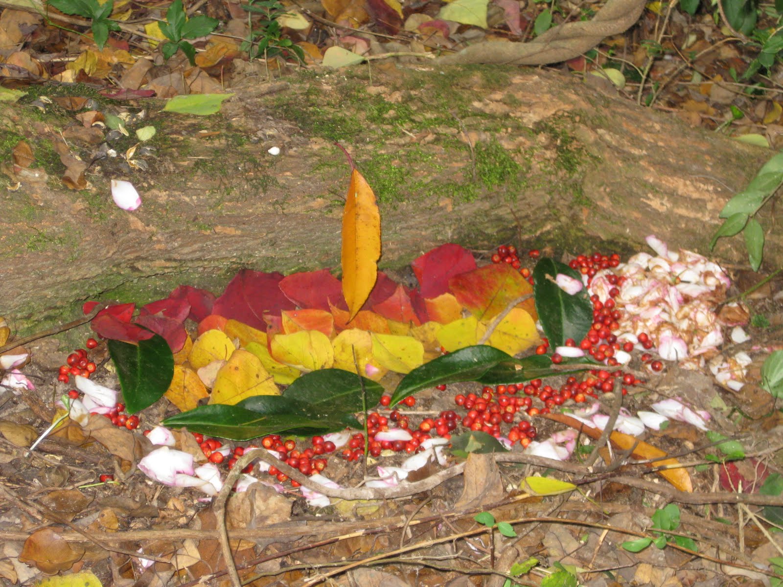 Good Hope Gallery: ART 2 - Andy Goldsworthy Projects