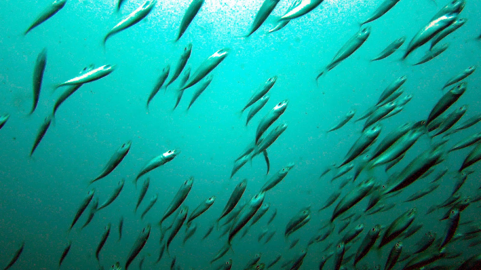 Reef Rants: Diving with Charleston Scuba