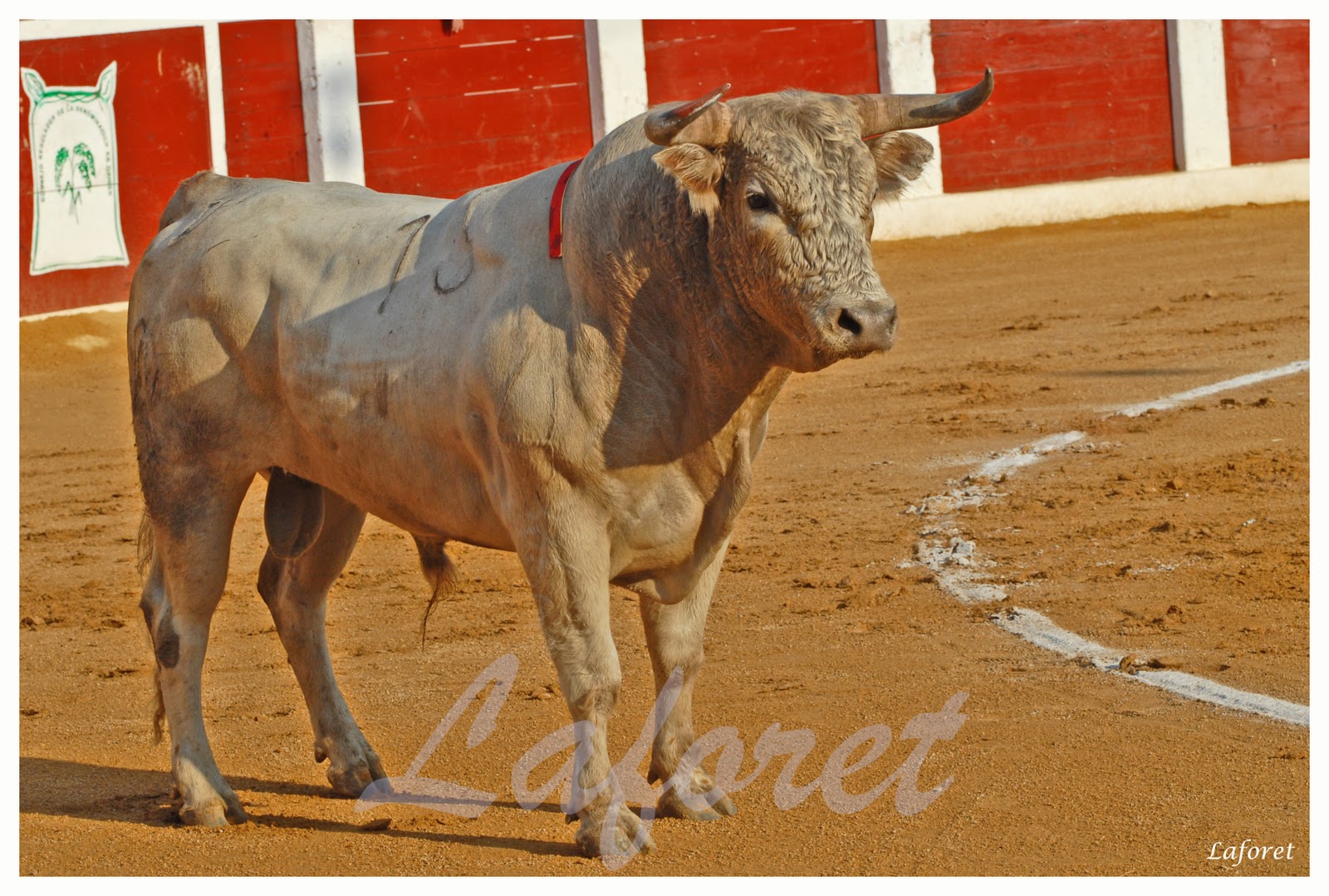 Calasparra Taurina: Blog de fotografía taurina por Laforet: Toros