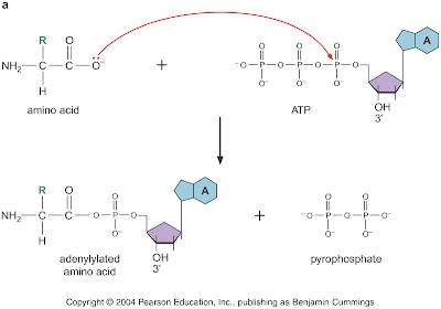 Molecular Genetic Book: tRNA