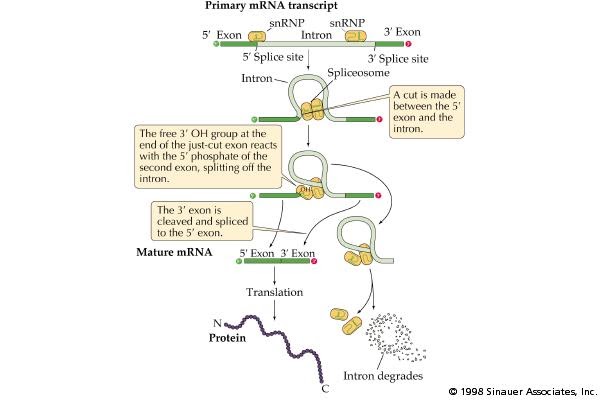 Molecular Genetic Book: RNA Splicing
