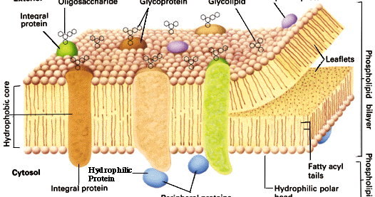 Molecular Genetic Book: Subcellular components of Cell