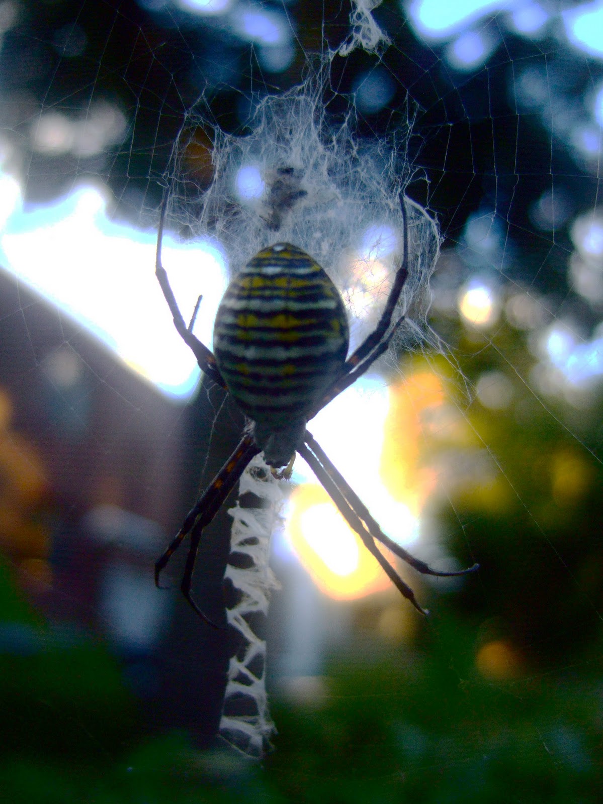 THE UNIQUE RABBIT HOLE: My favourite freaky spider that lives in the ...