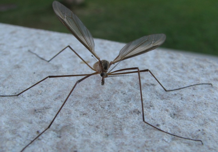 Passagens: 04/07/10 - 11/07/10