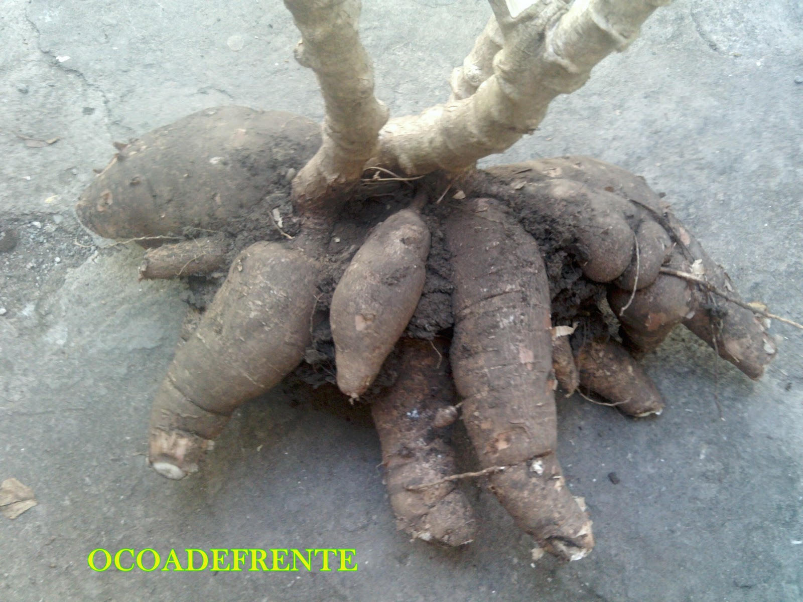 Bienvenidos!: TREMENDA MATA DE YUCA