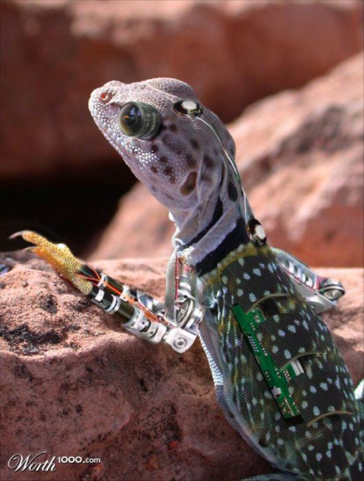 Pictures Gallery: Cool Robotic Animals