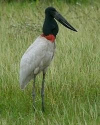 ANIMALES TIPICOS DEL LLANO: AVES