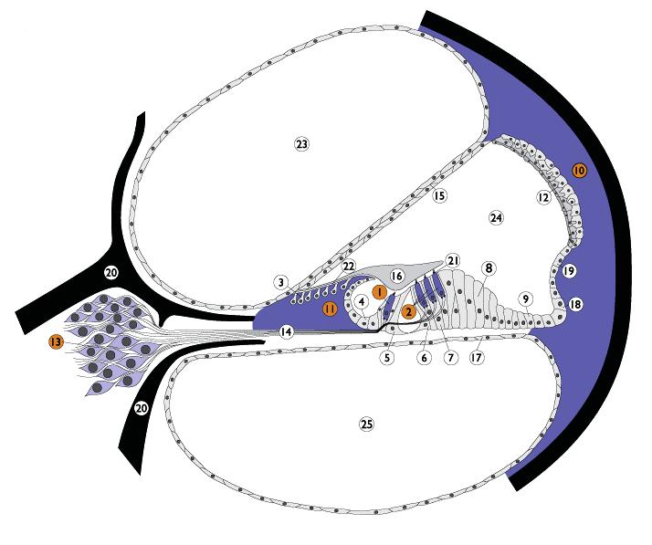 Fotografía Otorrinolaringológica UCH: La cóclea