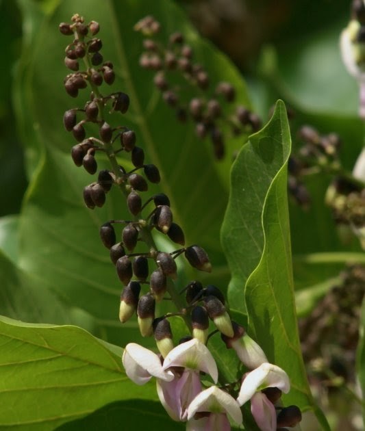 Wildc*rds: Pongam or Honge or Indian Beech Tree
