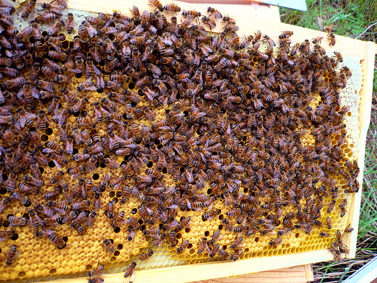 This Agrarian Life: a beautiful sight