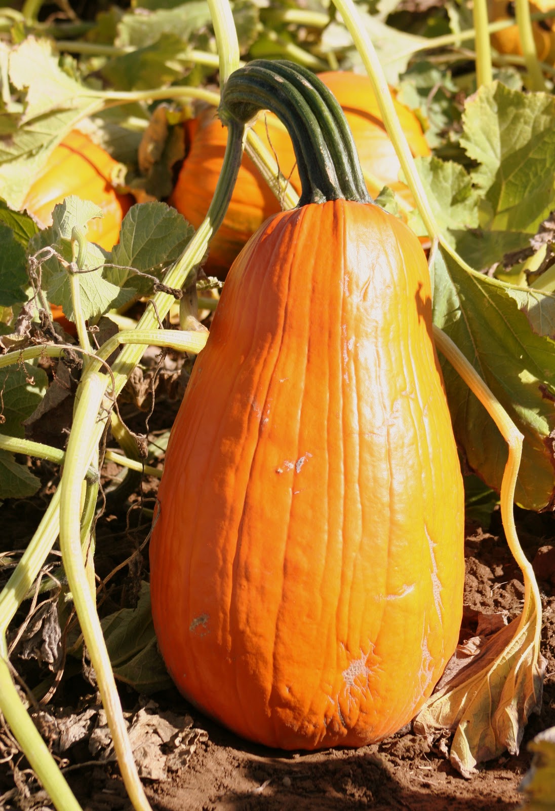 Live, Love, Laugh, Hope: October 2010