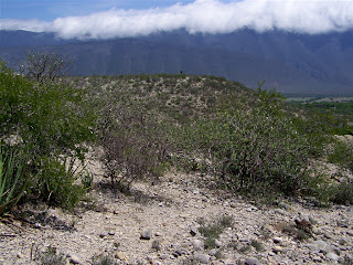 Cactáceas de Tamaulipas, un mundo maravilloso de México: Paisajes del ...