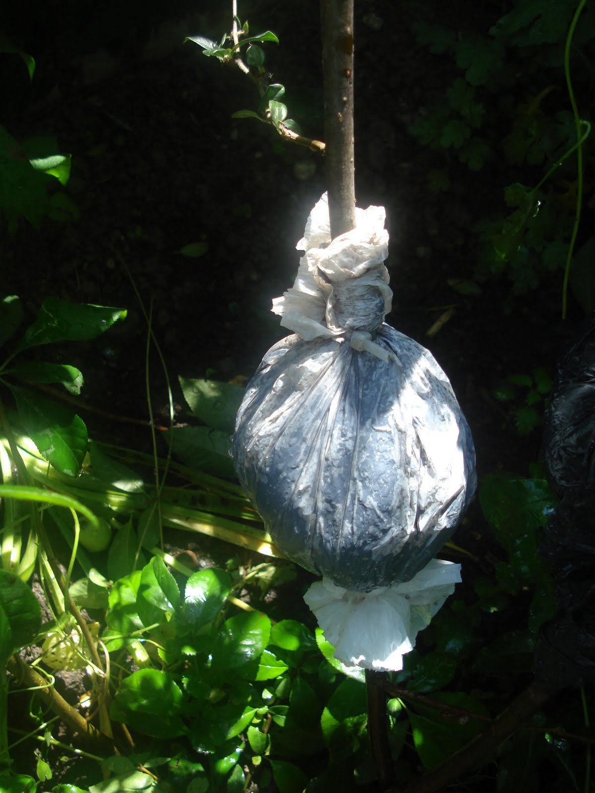 Lortz Garden: Metode de inmultire - Marcotajul