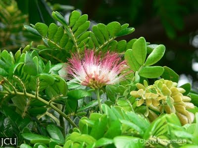 The Brook Cherith: Rain Tree (samanea saman)