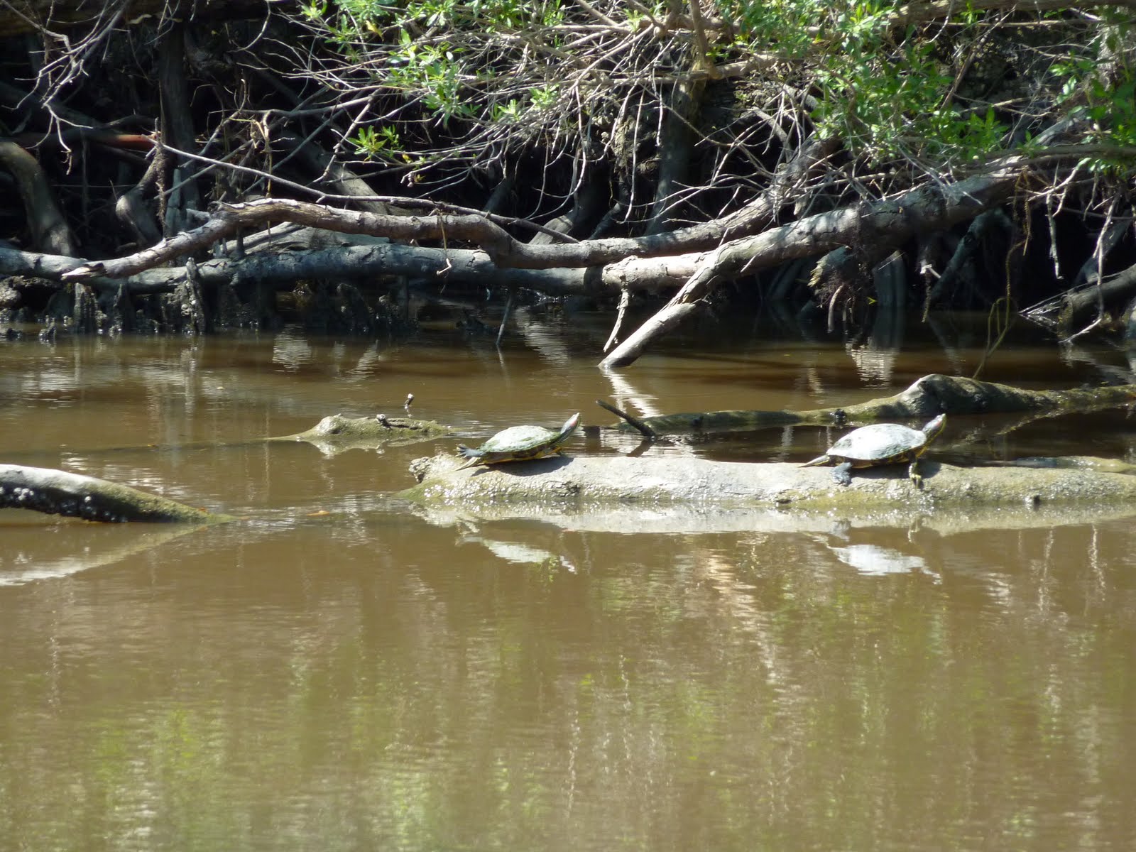 Notre vie à Chicago: Swamp tour