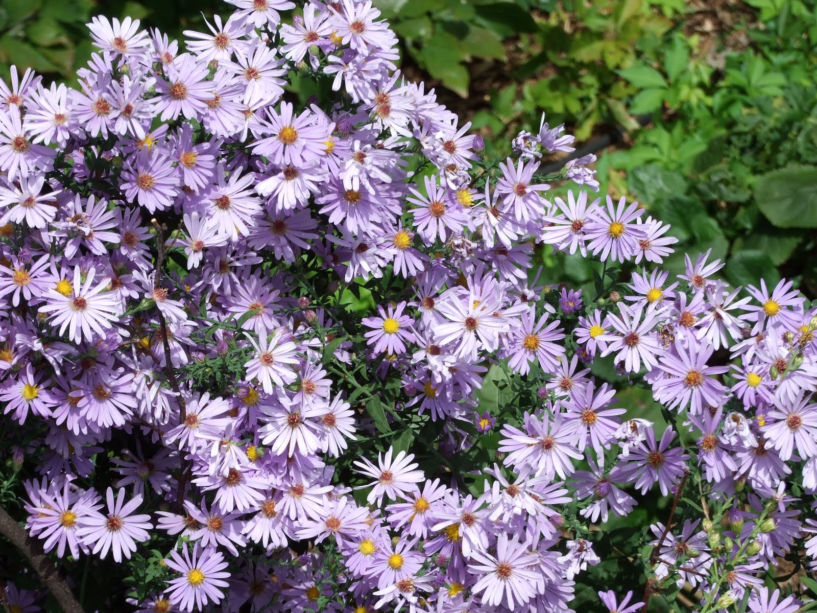 Meg’s Wildlife Sanctuary and Boot Camp: Aster family