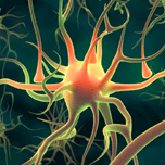 Mind Mapping And Radiant Thinking ~ ThinK Fast