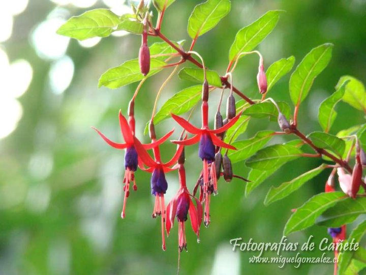 Tercer Concurso De Fotografía Patrimonial: Flora Y Fauna De La Región ...