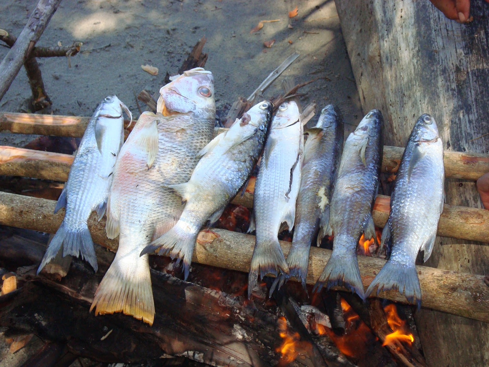 Pencari Ikan