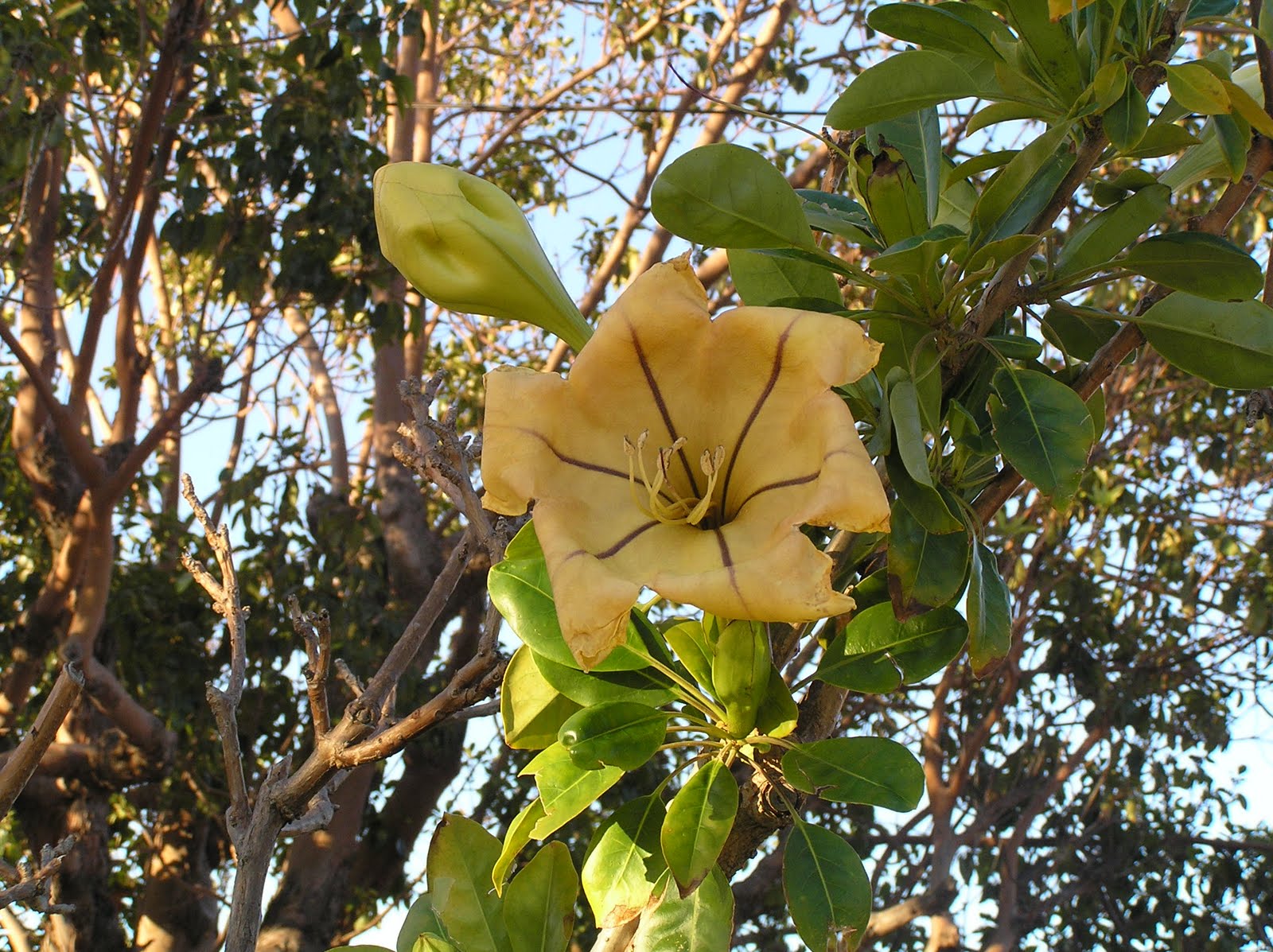 Stop that Commotion: TRIFFIDS