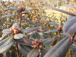 pinestar postings: Demented Bird Attack!