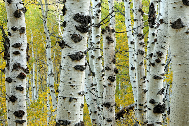Photography of Lowell Harris: Patterns in the Old Quaking Aspens