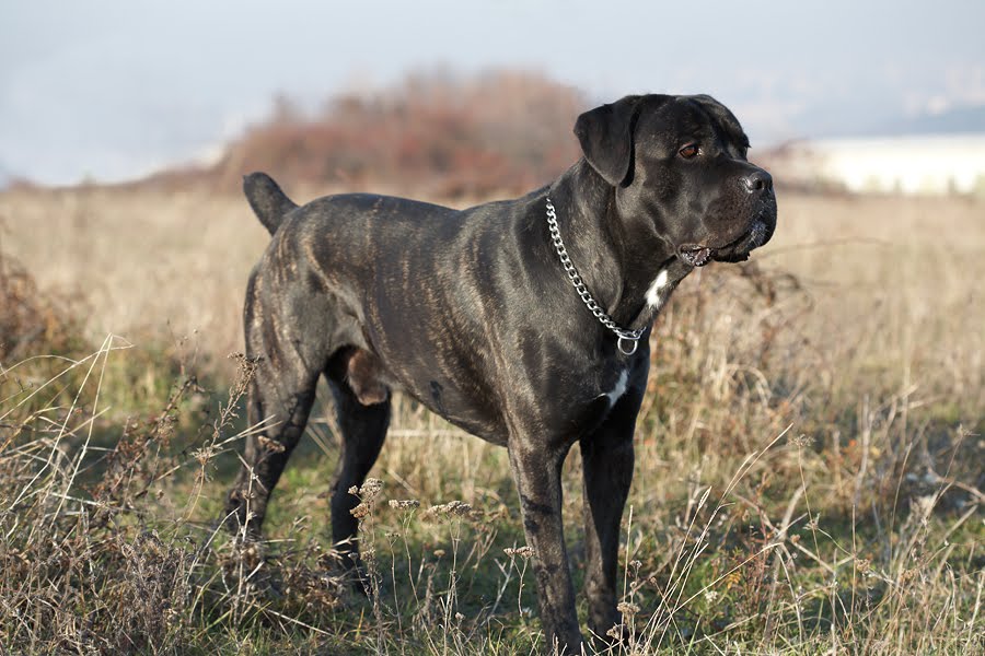 Cane corso - Khan
