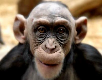 Macacos são feios