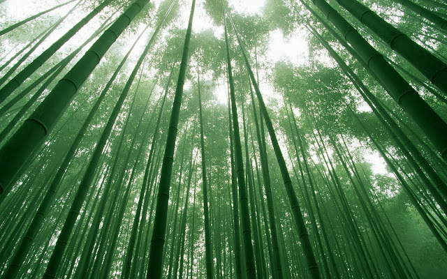 Wallpapers Box: Amazing Bamboo 1920x1200 HD Wallpapers