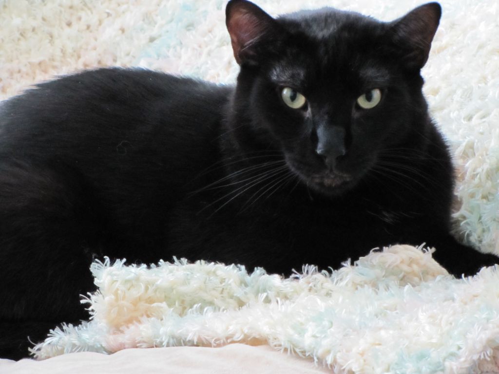 House Panthers: Black Cats Are Lucky!