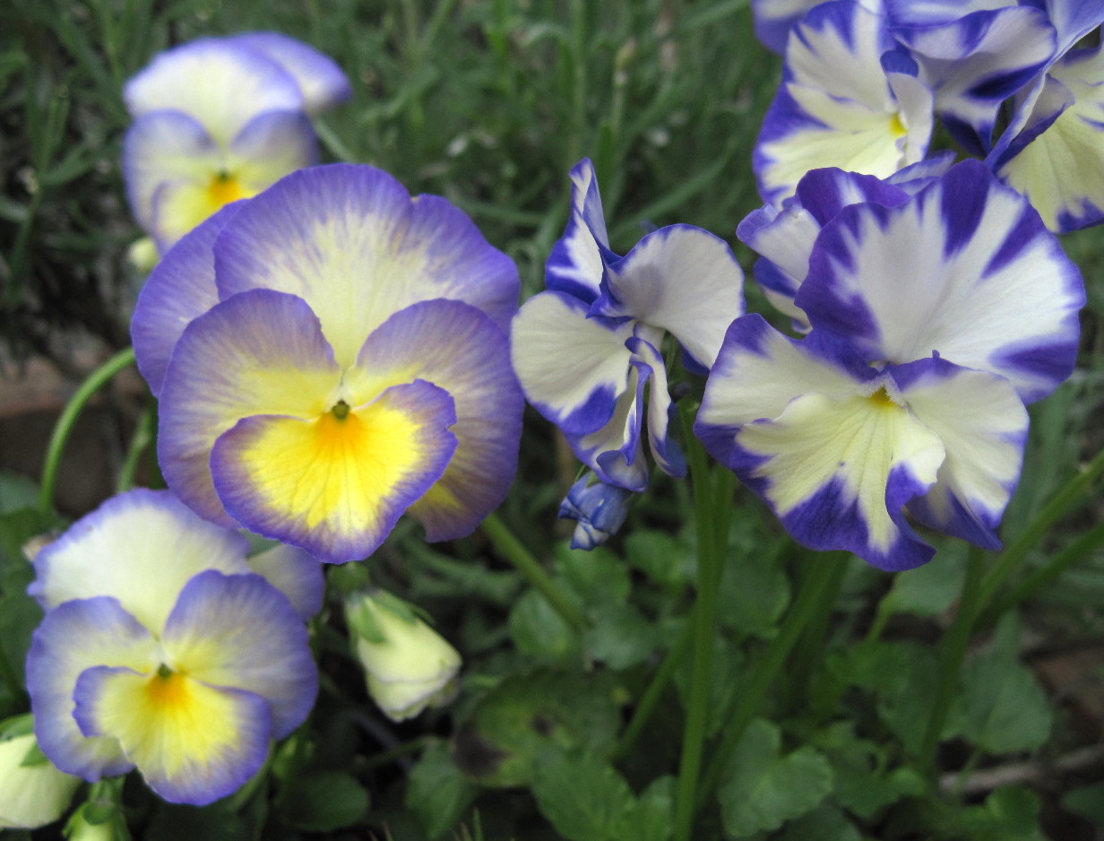 Flutterby Patch: Busy doing nothing!