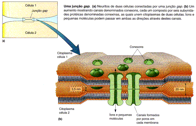 Conexinas; Conesinas; Proteínas de Uniones Comunicantes; Proteínas de ...